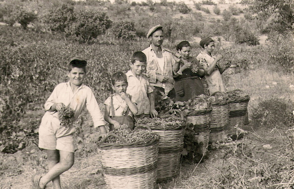 Κάθε σπίτι και ένα αμπέλι | Winetrails