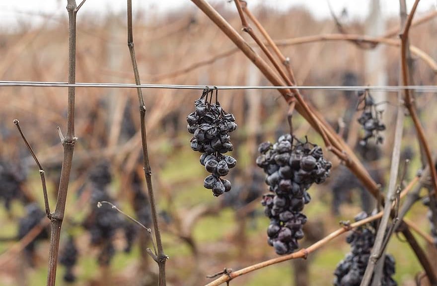 Τόνοι σταφυλιών «αφέθηκαν να σαπίσουν» στην Αυστραλία - Winetrails