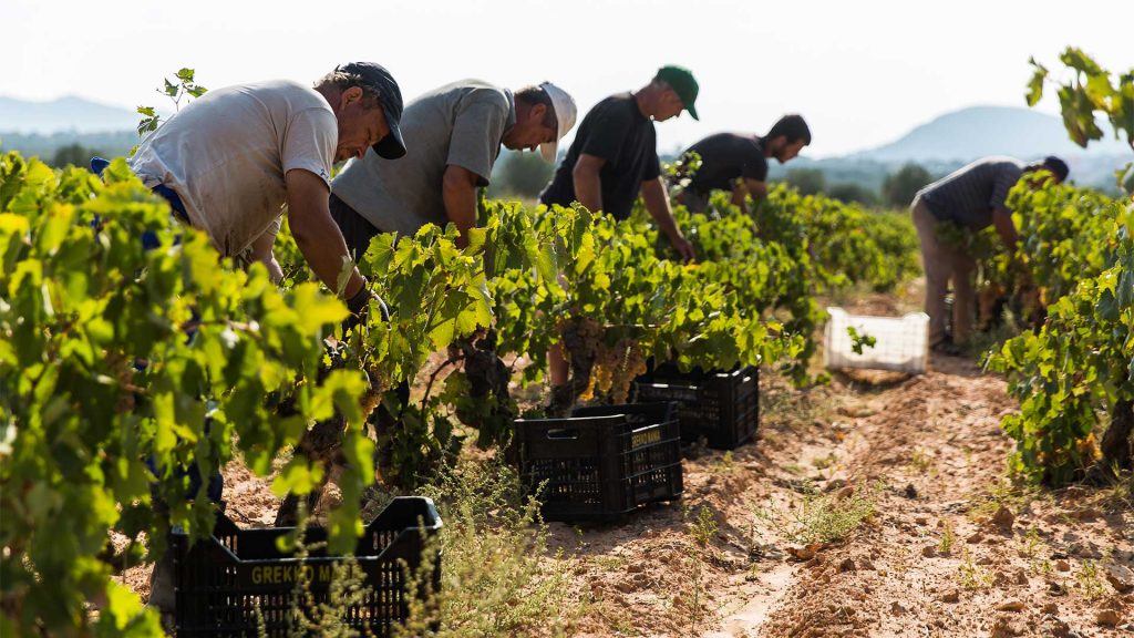 Αισθητά μειωμένος κατά 40% ο τρύγος στο Ηράκλειο Κρήτης - Winetrails