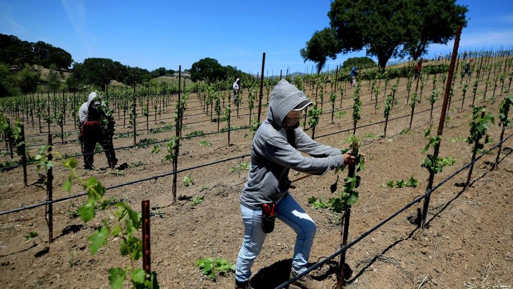 Το εκπαιδευτικό πρόγραμμα Old Vine Project επιμορφώνει τον οινικό κόσμο ...
