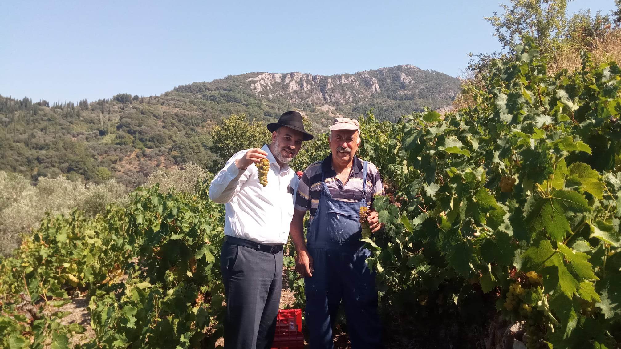 Τα πρώτα ελληνικά κρασιά Kosher Mevushal από τον συνεταιρισμό Σάμου ...